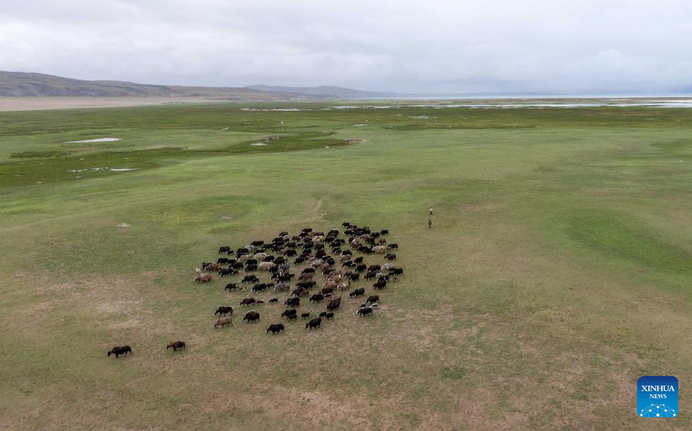 Wetland scenery near Mapam Yumco Lake in China's Xizang-Xinhua