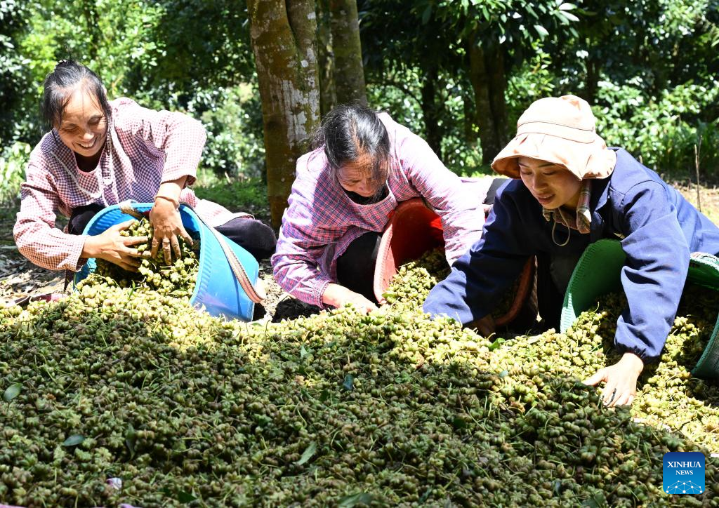 Autumn harvest in China-Xinhua