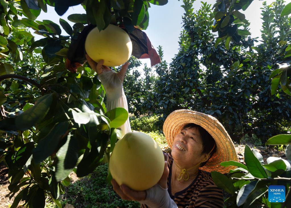 Autumn harvest in China-Xinhua