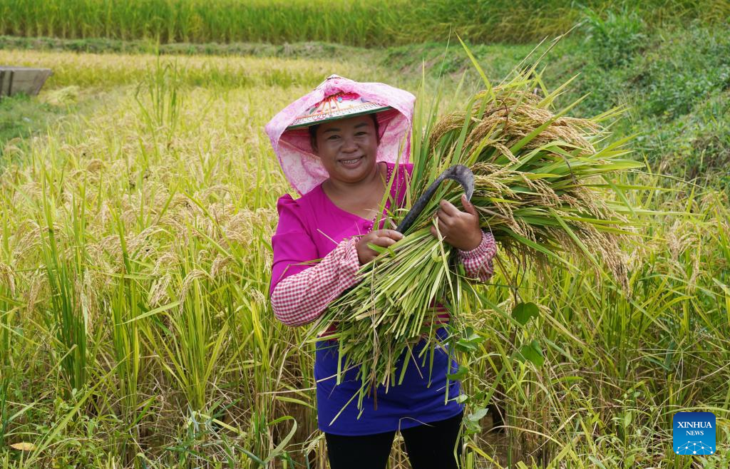 Autumn harvest in China-Xinhua