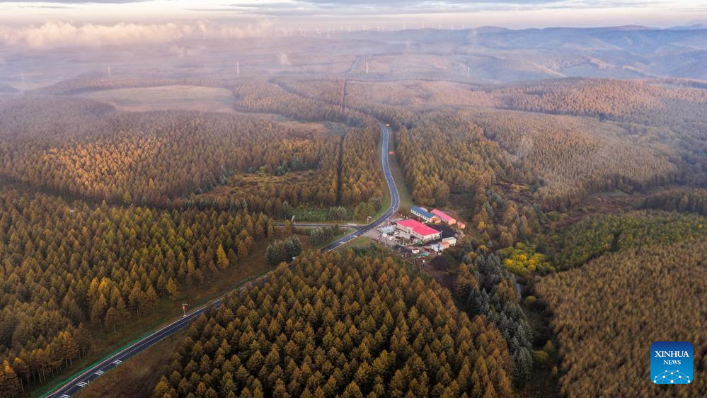 Autumn scenery of Saihanba National Forest Park in Chengde, N China -Xinhua