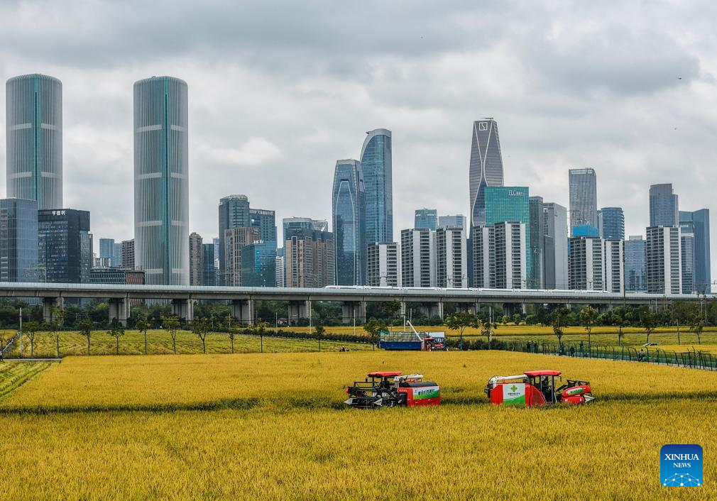 Rice harvested in paddy field in Hangzhou, China's Zhejiang-Xinhua