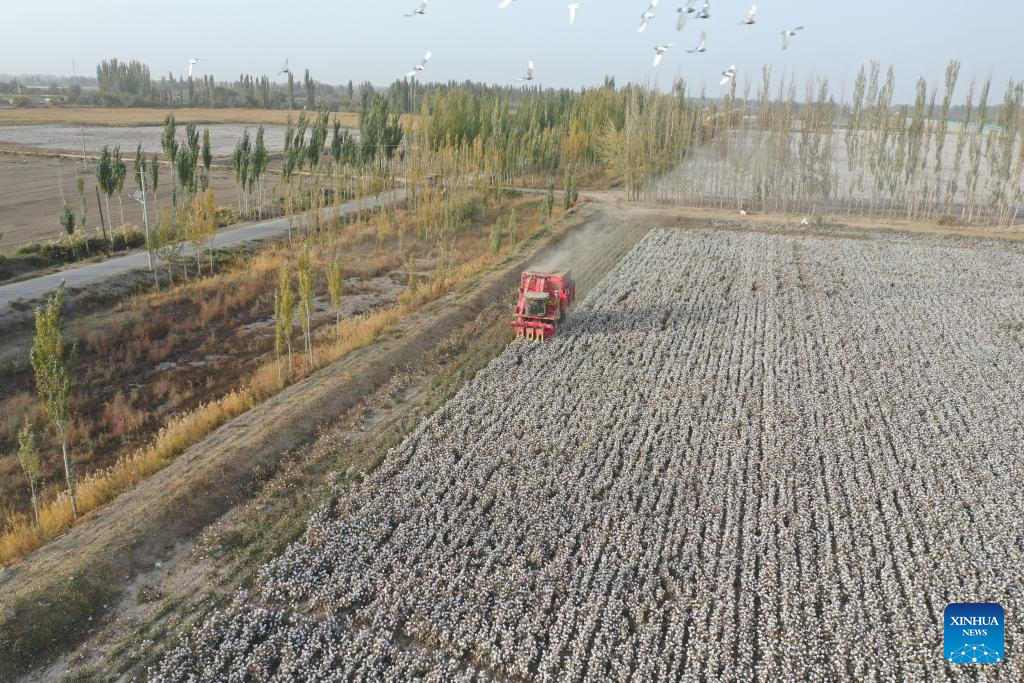 Harvest season of cotton starts in Xinjiang-Xinhua