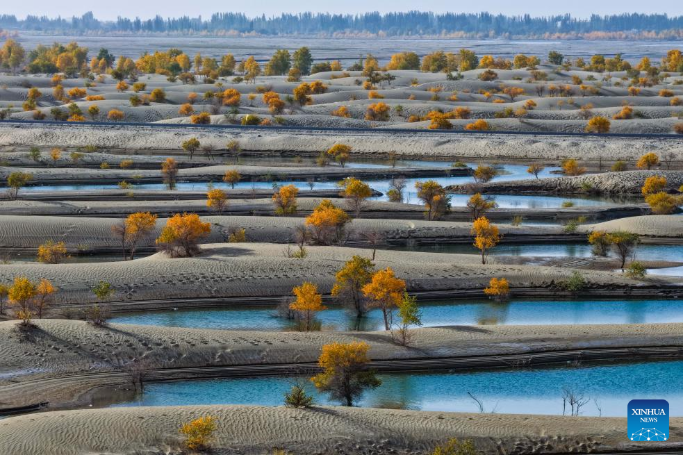 Scenery of populus euphratica forests in Hotan County, China's Xinjiang ...