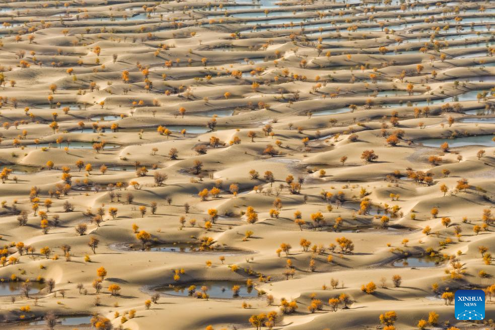 Scenery of populus euphratica forests in Hotan County, China's Xinjiang ...