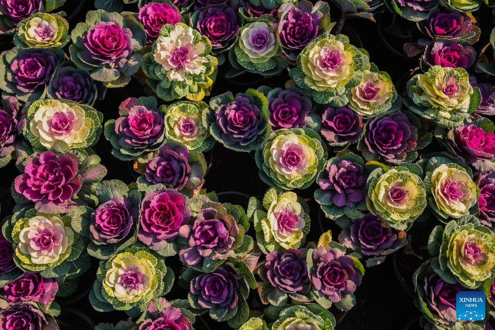 New year flowers enter peak sales season in Jinhua City, China's ...