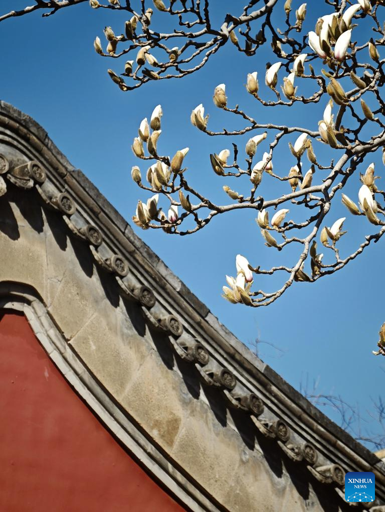 Spring scenery at Tiantan Park in Beijing-Xinhua