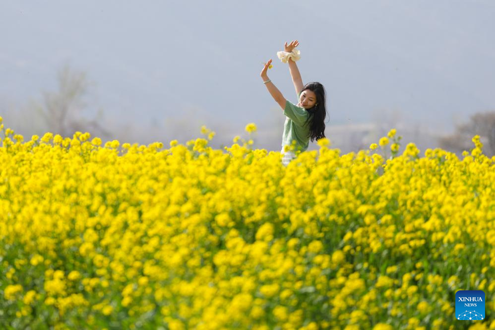 Spring view of rapeseed flower field in Xiyao Village, China's Shanxi ...