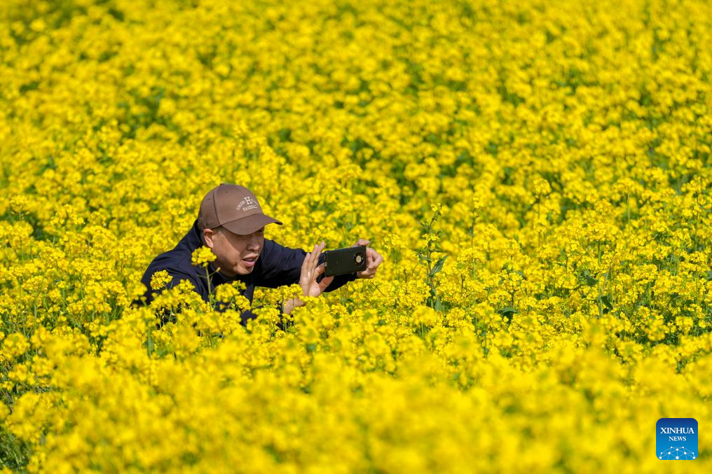 Spring view of rapeseed flower field in Xiyao Village, China's Shanxi ...