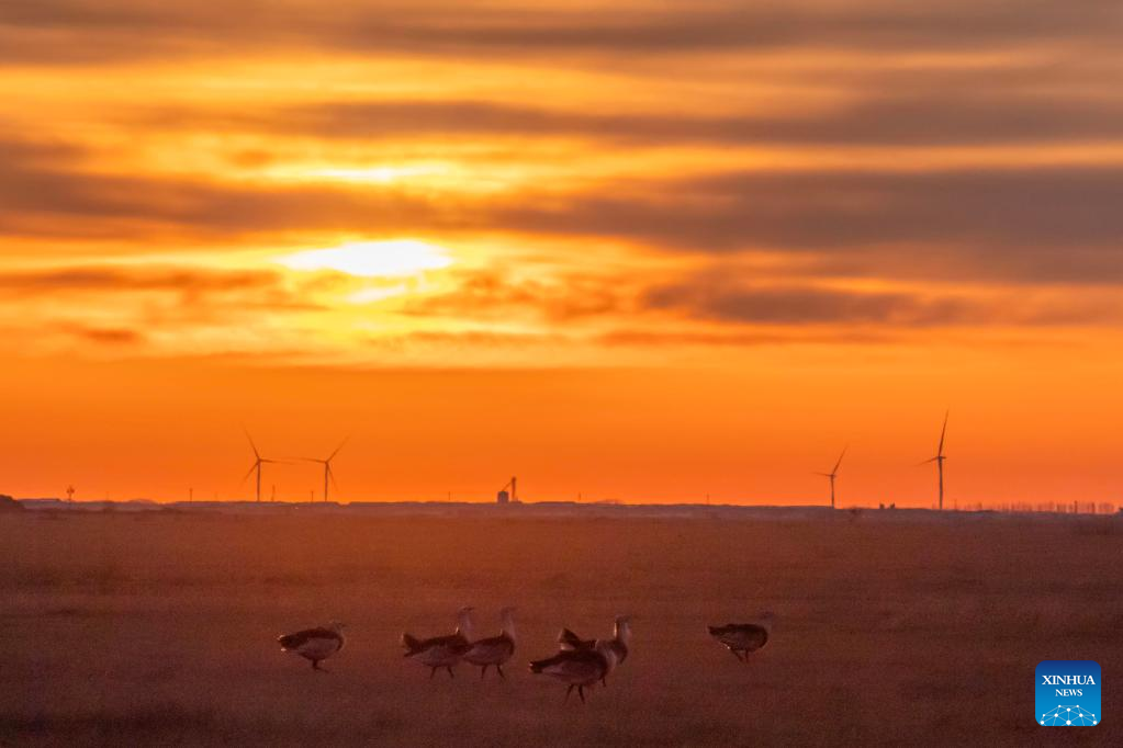 Great bustards spotted in NE China's Heilongjiang-Xinhua
