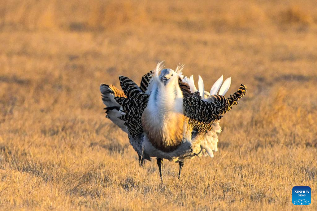 Great bustards spotted in NE China's Heilongjiang-Xinhua
