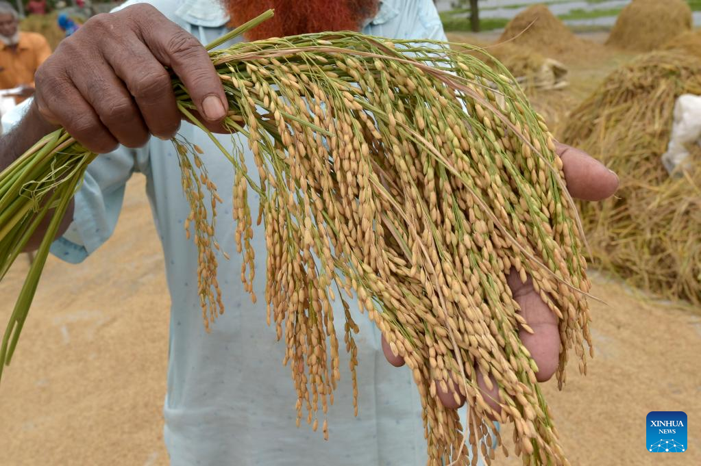 Feature: Battling "monga" -- Chinese rice hybrids filling Bangladeshi ...