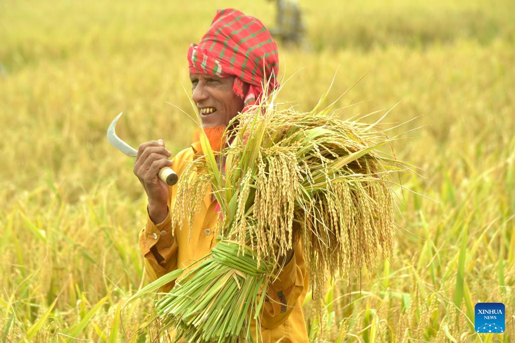 Feature: Battling "monga" -- Chinese rice hybrids filling Bangladeshi ...