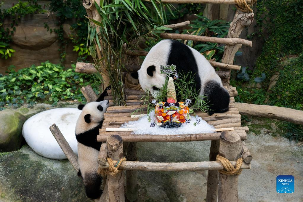 Feature: Giant panda couple, turning 16, prosper under tender care of Malaysian keepers-Xinhua