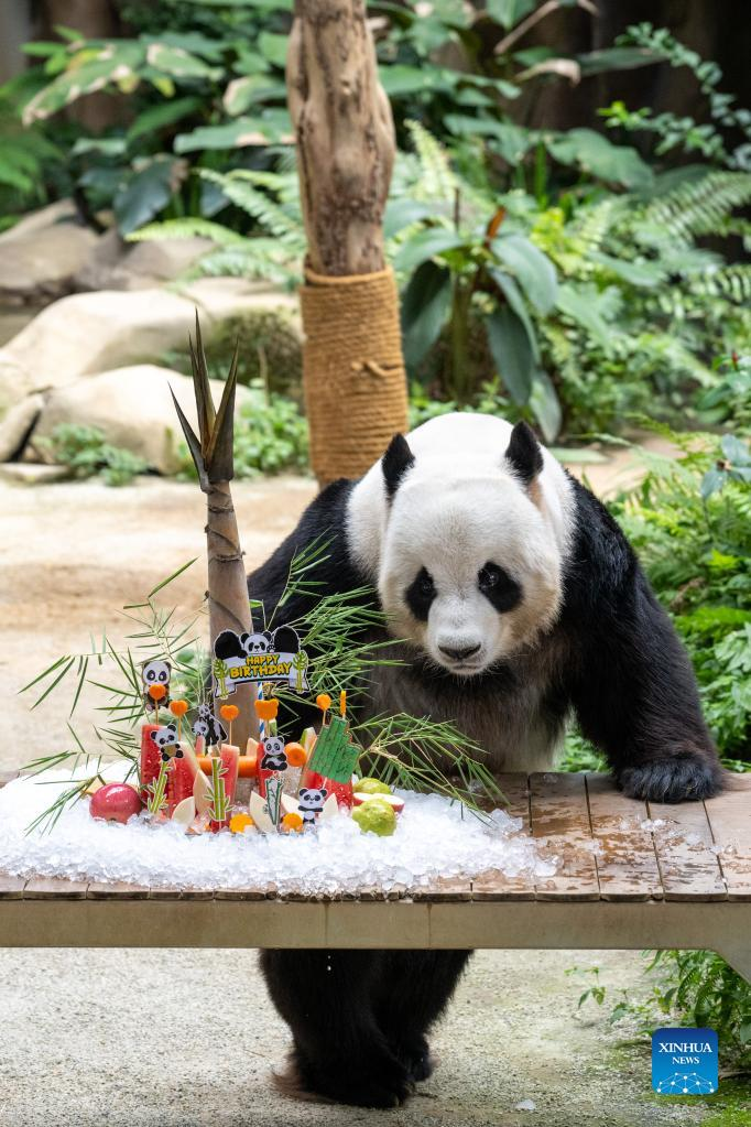Feature: Giant panda couple, turning 16, prosper under tender care of ...