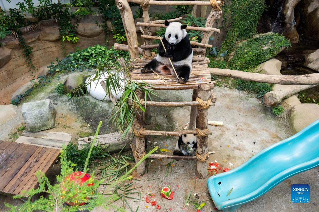 Feature: Giant panda couple, turning 16, prosper under tender care of Malaysian keepers-Xinhua