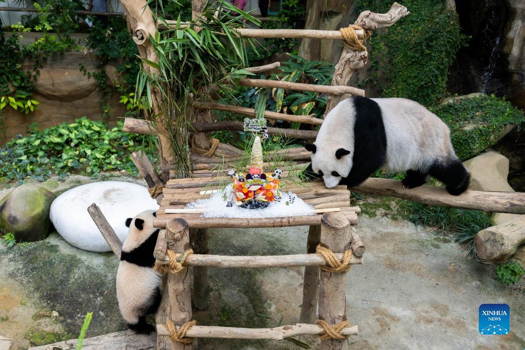 Feature: Giant panda couple, turning 16, prosper under tender care of Malaysian keepers-Xinhua