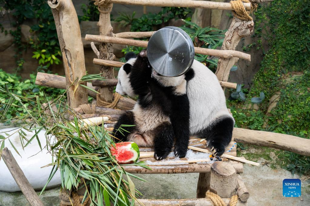 Feature: Giant panda couple, turning 16, prosper under tender care of Malaysian keepers-Xinhua