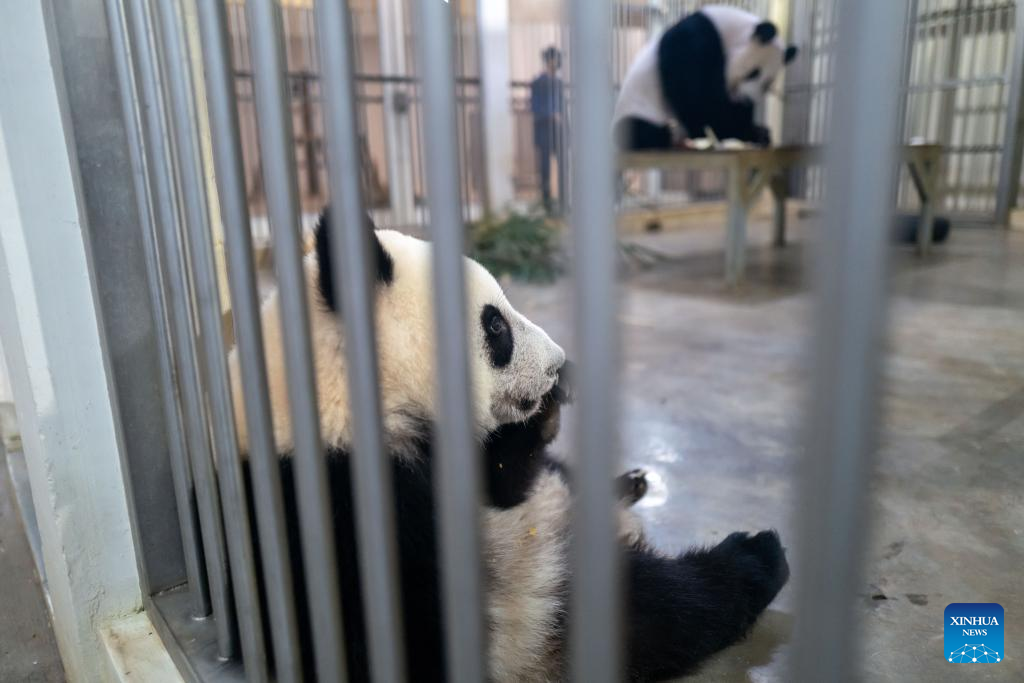 Feature: Panda family's "nanny daddy" in Malaysia-Xinhua