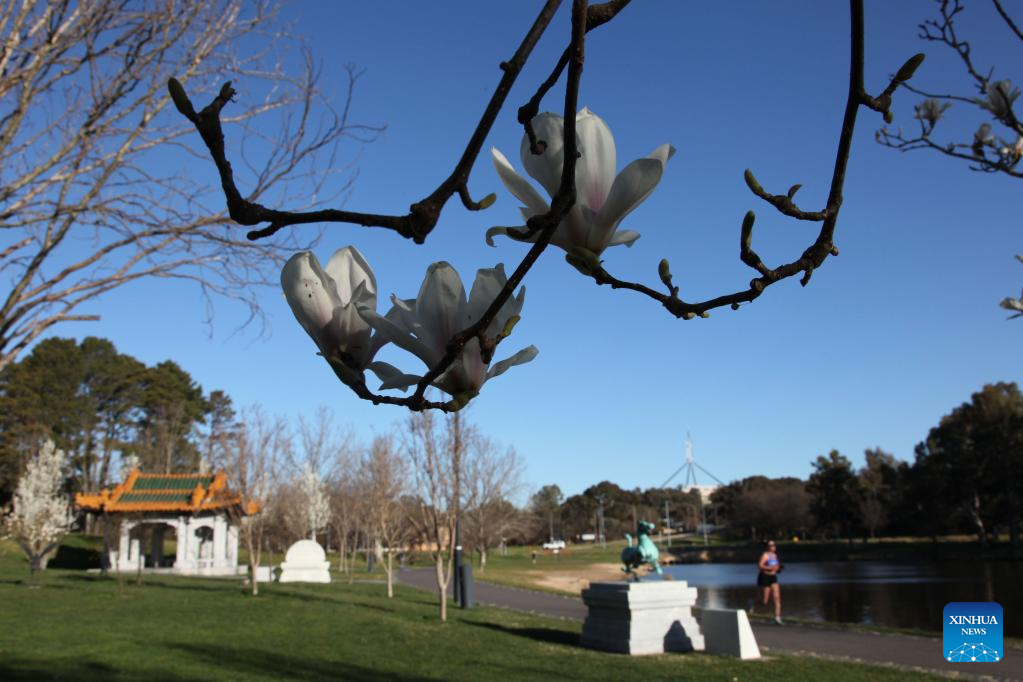 Flowers begin to bloom at Beijing Garden in Canberra, Australia-Xinhua