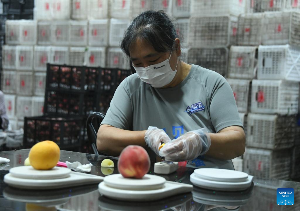 Across China: E-commerce brings peachy life for Beijing's peach farmers ...