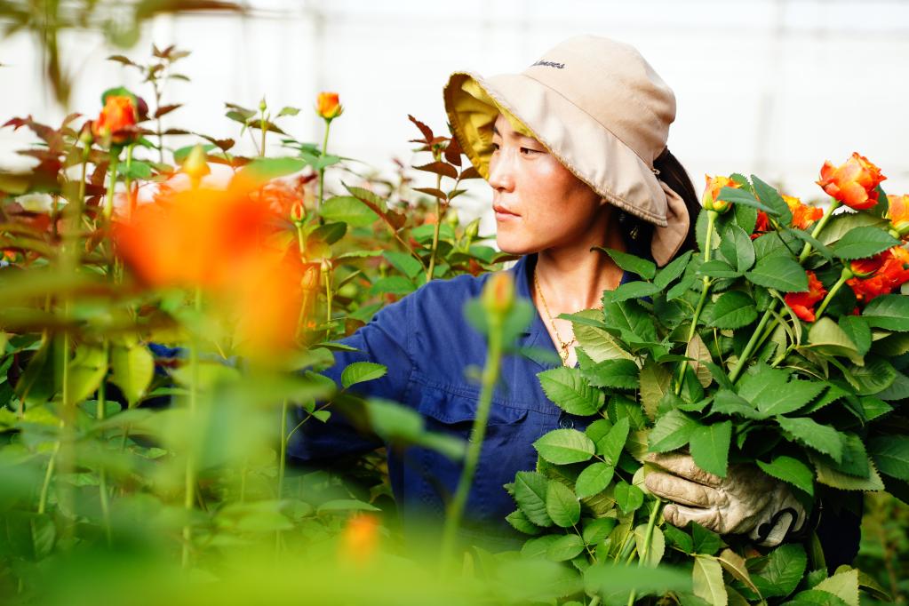 Cut flower industry develops well in Zhaoxian Town, Shandong-Xinhua