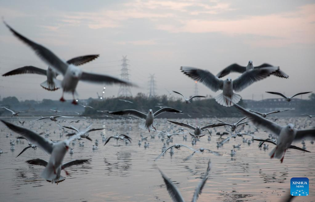 Migratory birds fly over Yamuna River in New Delhi, India-Xinhua