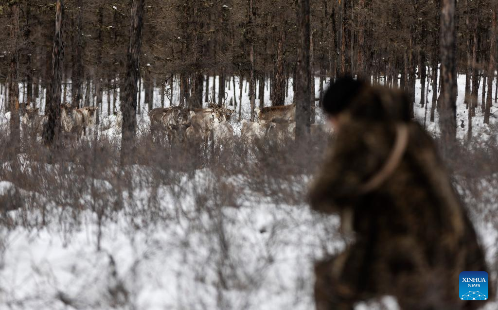 Pic story: life of reindeer herder of Ewenki ethnic group in N China's ...