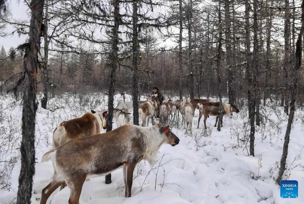 Pic story: life of reindeer herder of Ewenki ethnic group in N China's ...