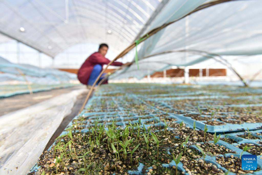 Spring farming underway across China-Xinhua
