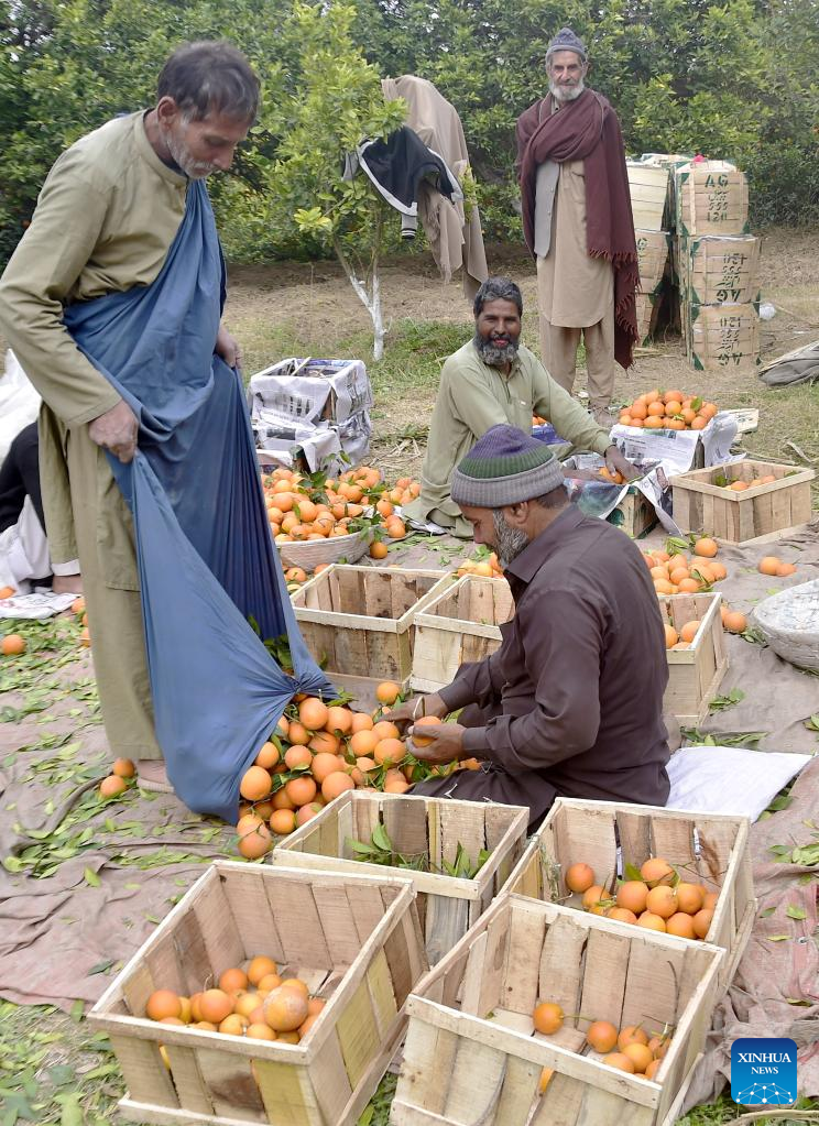 Oranges harvested at orchard of Pakistan-Xinhua