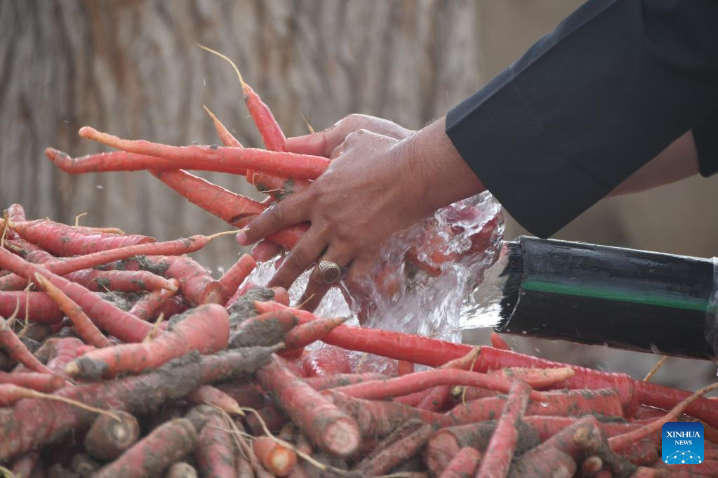 Farmers harvest carrots in Kandahar province, Afghanistan-Xinhua