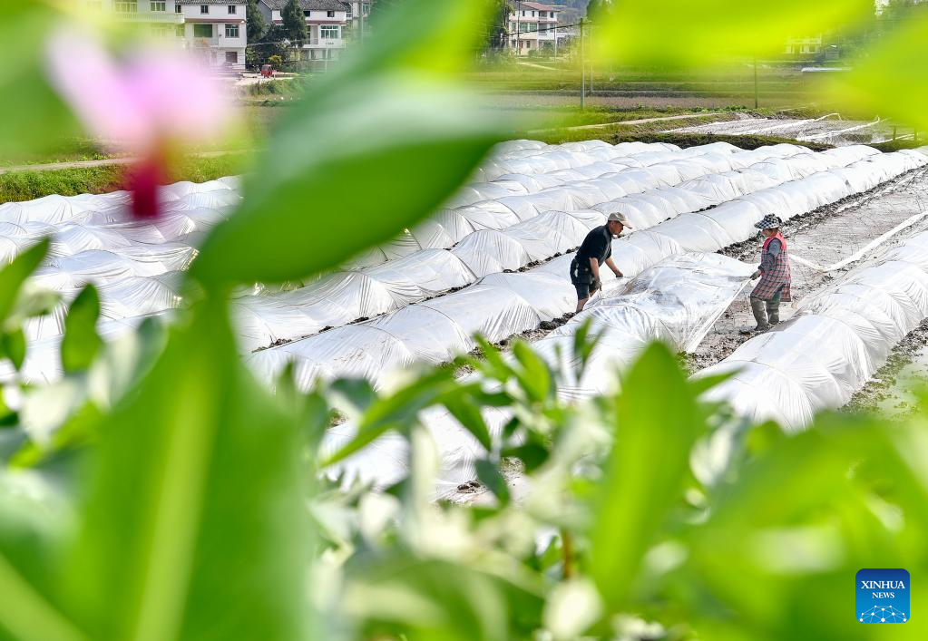 Villagers busy at farming on spring equinox-Xinhua