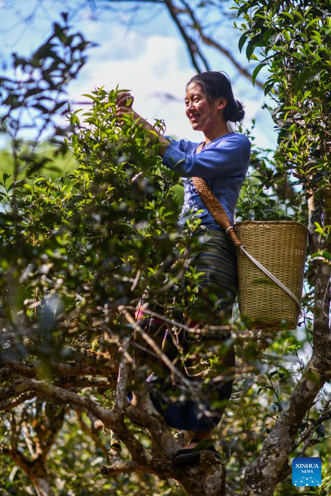 Spring tea picking starts in Pu'er City, China's Yunnan-Xinhua