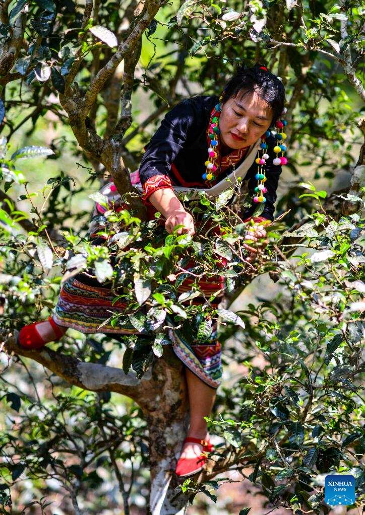 Spring tea picking starts in Pu'er City, China's Yunnan-Xinhua