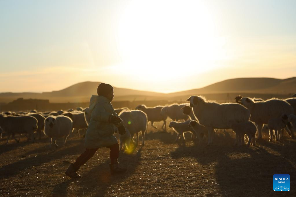 Busiest season of herdsman in N China's Inner Mongolia-Xinhua
