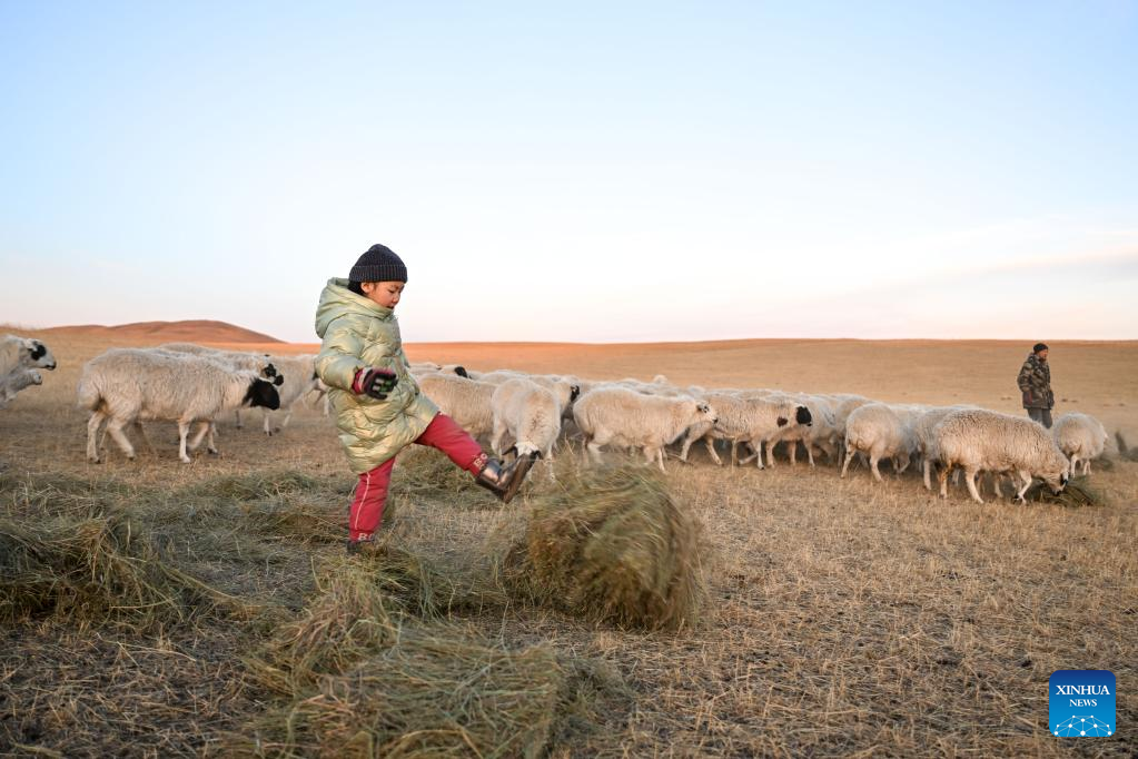 Busiest season of herdsman in N China's Inner Mongolia-Xinhua