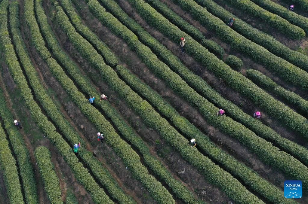 Farmers busy with farm work around Qingming across China-Xinhua