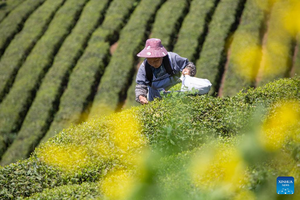 Farmers busy with farm work around Qingming across China-Xinhua