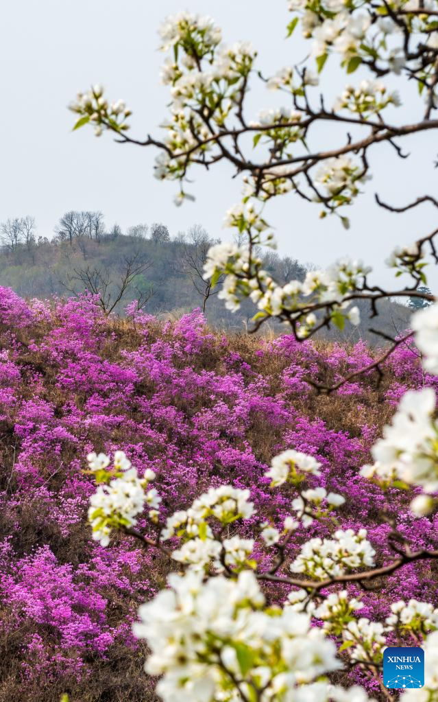In pics: azalea scenic spot in Huangling Village, NE China-Xinhua