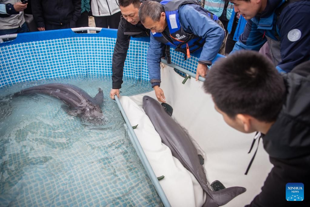 China Focus: Relocated finless porpoises return home to Yangtze River ...