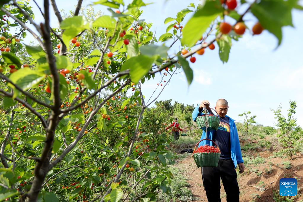 Chinese farmers busy with field works at beginning of summer-Xinhua
