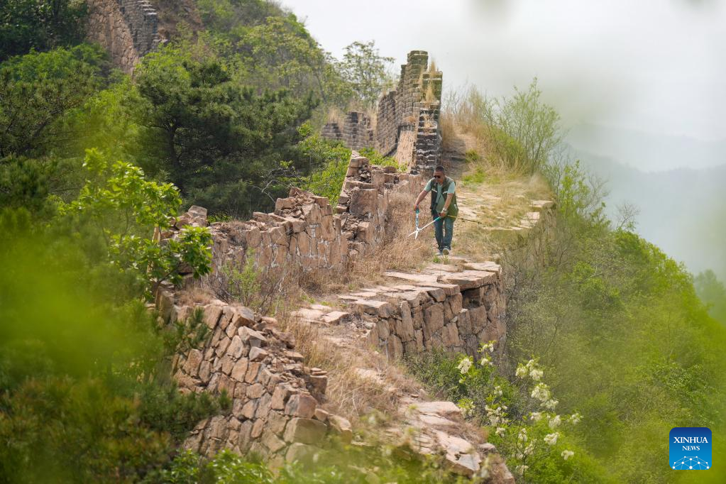 Pic story: Dedicated Great Wall protector in north China's Hebei-Xinhua