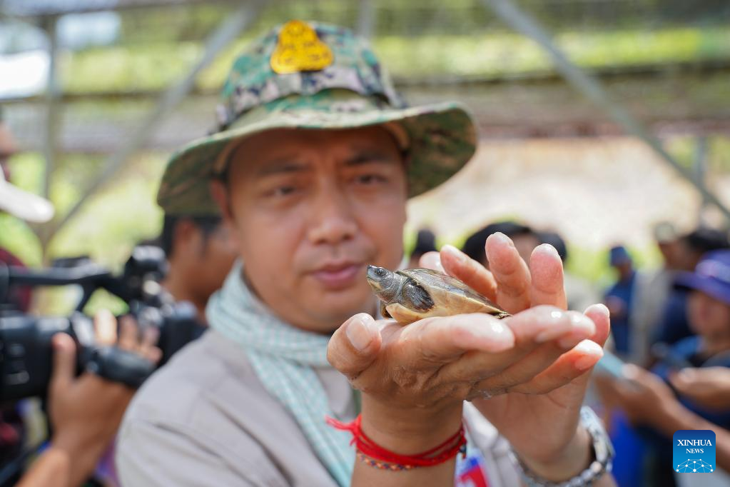 122 rare Royal Turtles hatch in captivity in Cambodia-Xinhua