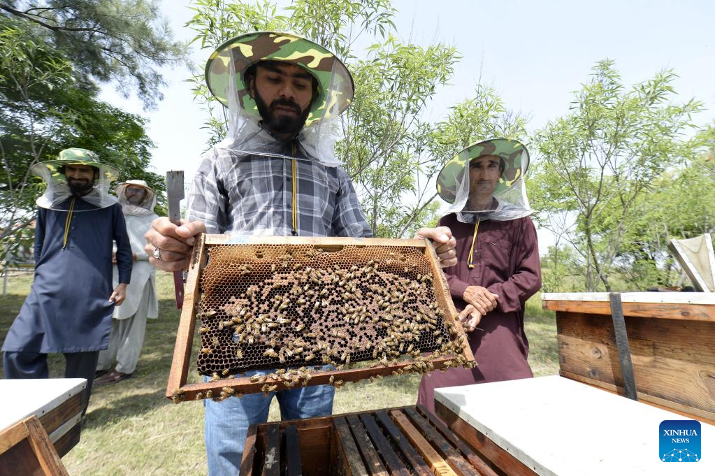 Roundup: Pakistani apiculture sector to thrive with Chinese know-how-Xinhua