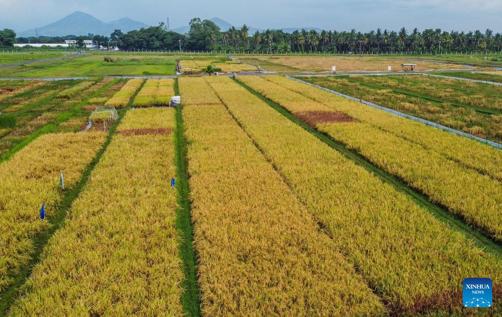 Feature: Legacy of Chinese "Father of Hybrid Rice" continues amid food ...