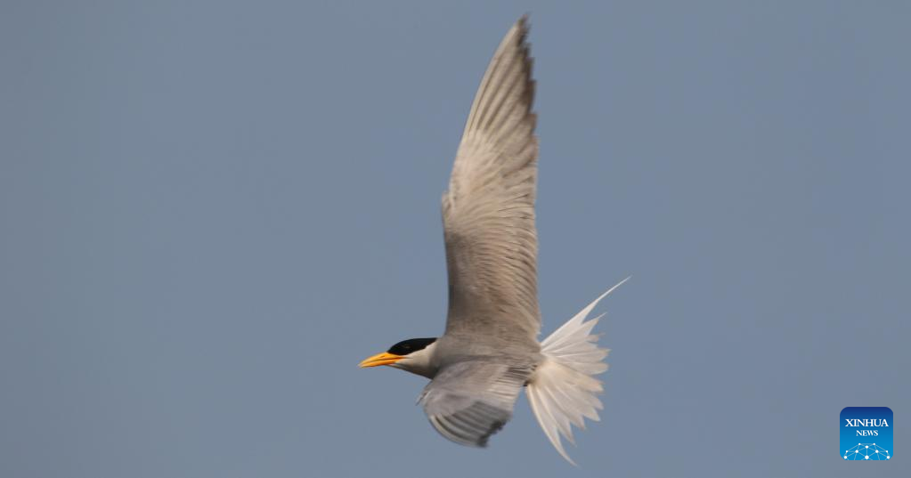 Cambodia records stable population of rare river birds at 71-Xinhua