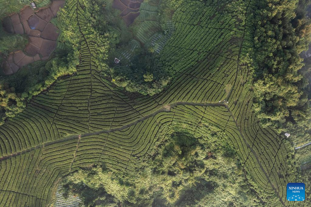 View of tea plantations at Cianten, Indonesia-Xinhua