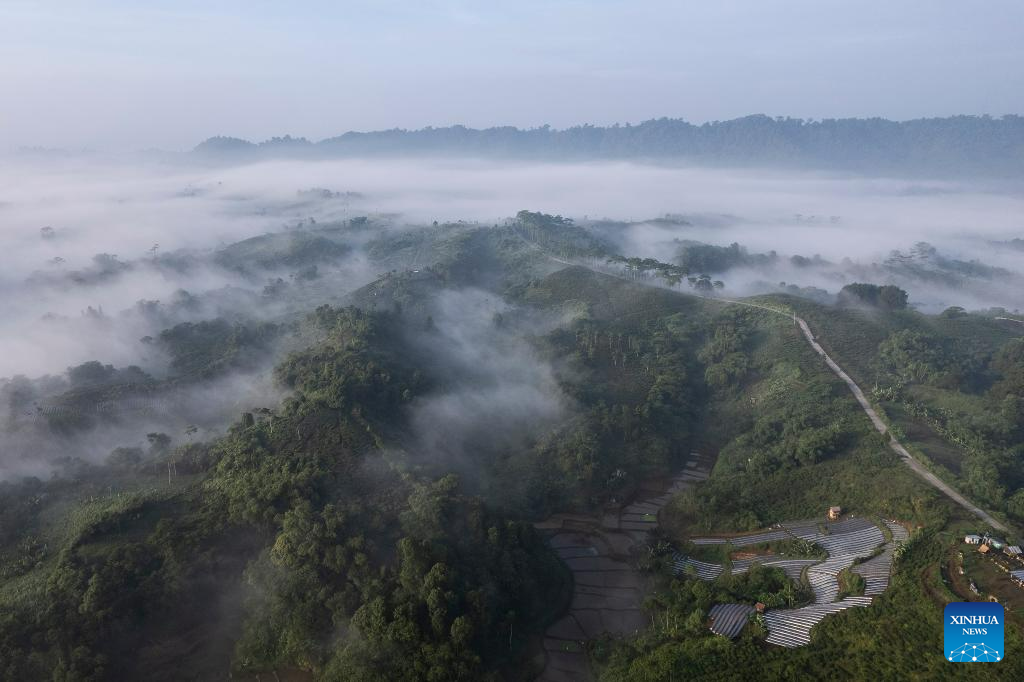 View of tea plantations at Cianten, Indonesia-Xinhua