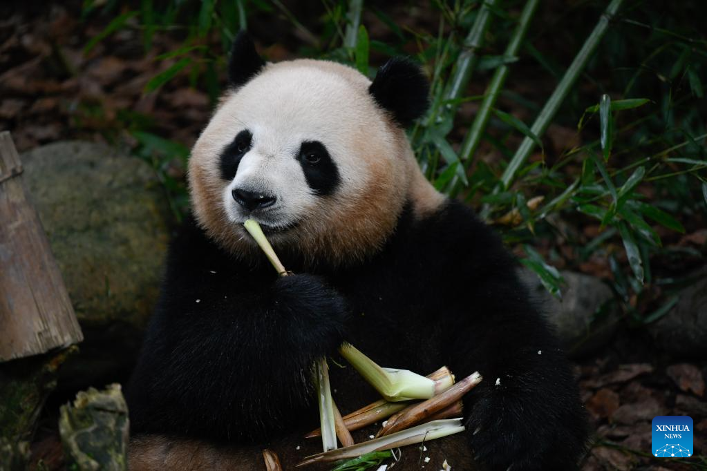 Giant panda Mei Lan celebrates 7th birthday in Chengdu, SW China-Xinhua